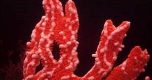 Variety of Life: Raspailiidae