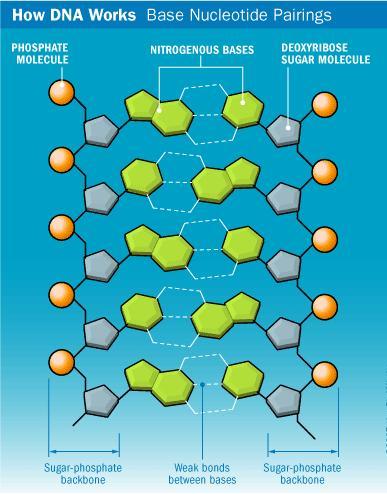 Unseen Rare Collection: DNA Background 3d,Border,Band,Dna Backbone ...