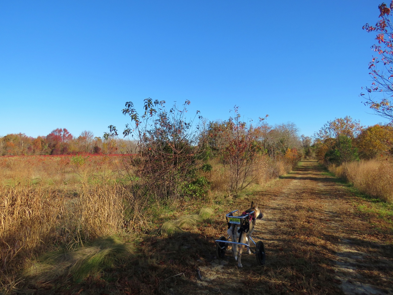 Gone Hikin': Prime Hook National Wildlife Refuge, DE