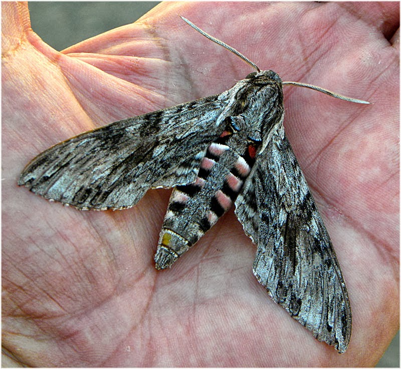 FOTO NATURA HUESCA 2: POLILLA ESFINGE DE LA CORREHUELA - Agrius ...