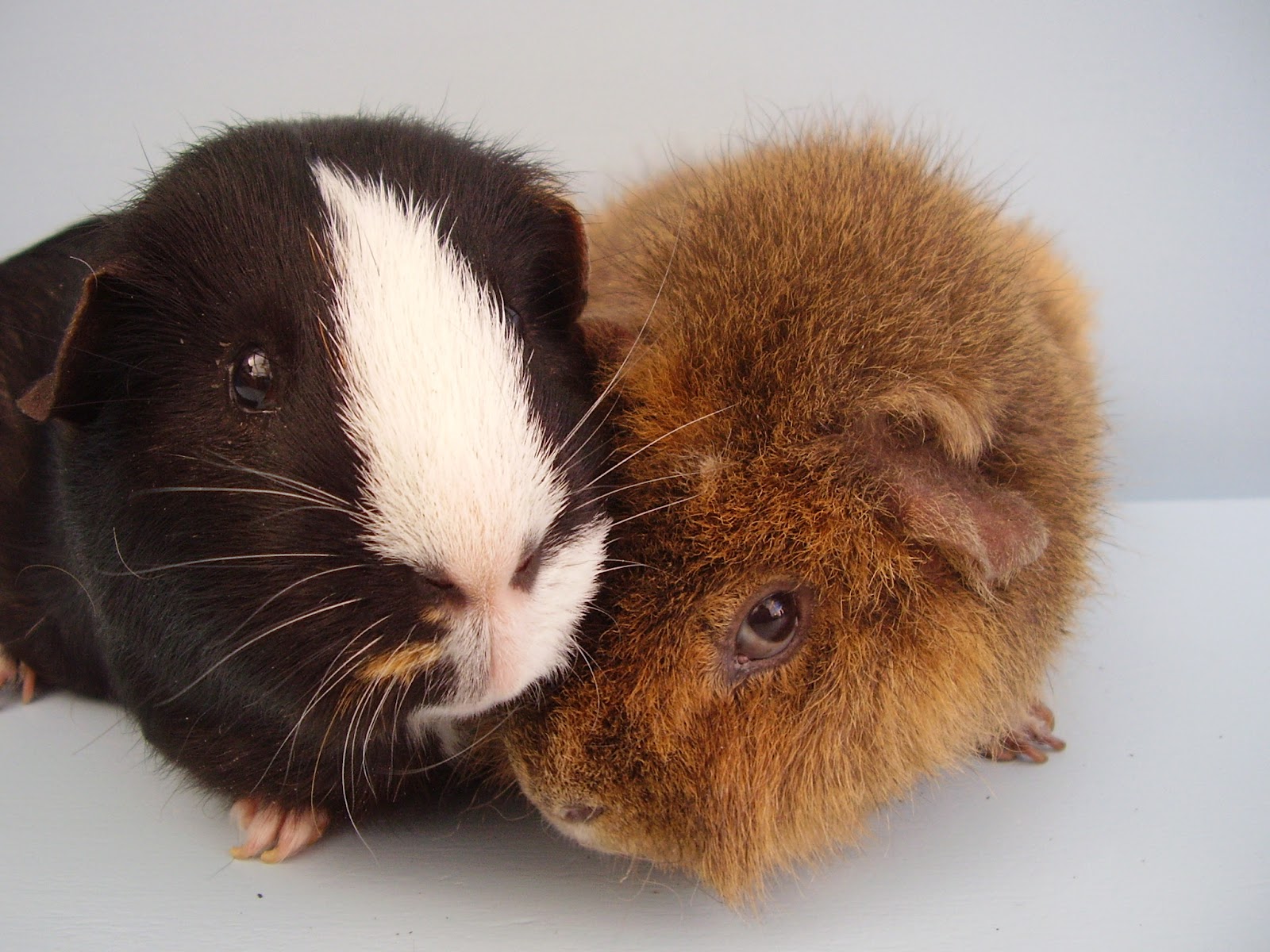 Glynneath Guinea Pig Rescue and Boarding 01639 721127 10am-4pm ...