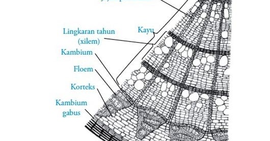 Pengertian Jaringan Gabus | Materi Pak Pandani