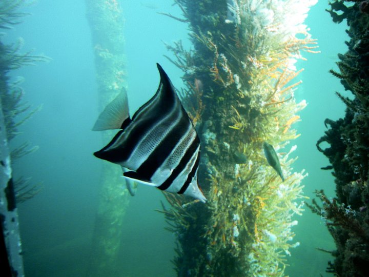 Up AbOve & DoWN UnDer: Busselton Jetty Underwater Observatory