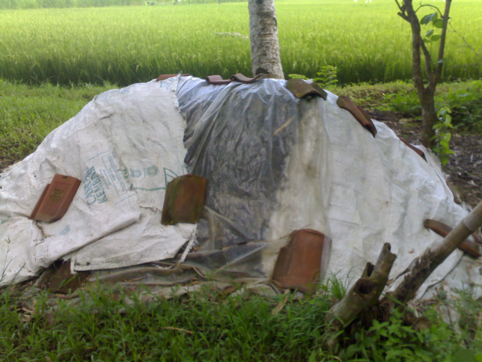 Limbah Sapi | Saraswati Update