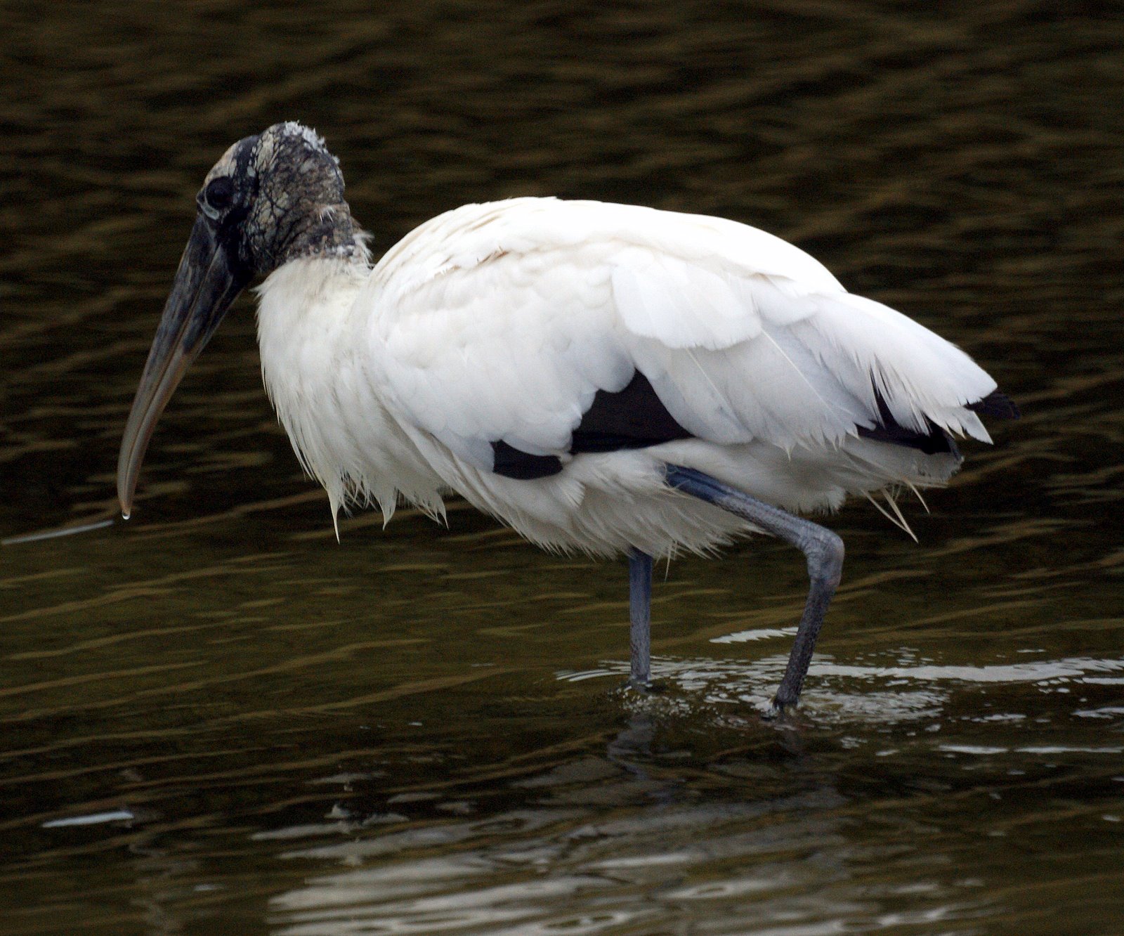 Wood Stork | The Life of Animals