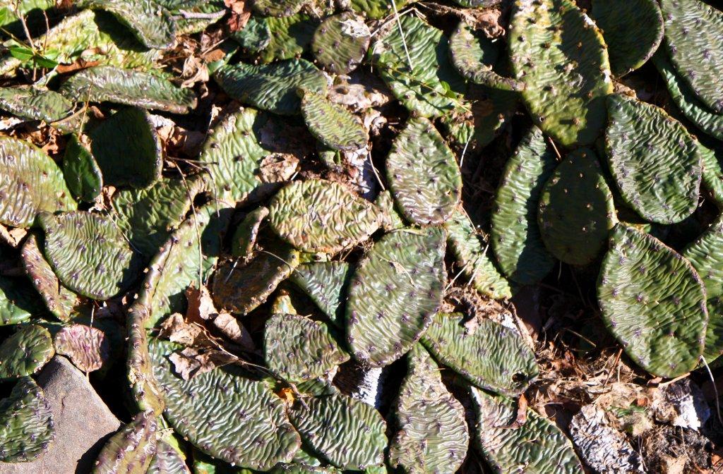 Is this what opuntia dormancy looks like? : r/cactus