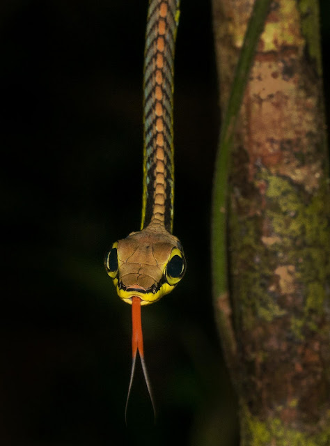 Ular Asli Indonesia: Ular Tali (Dendrelaphis formosus)