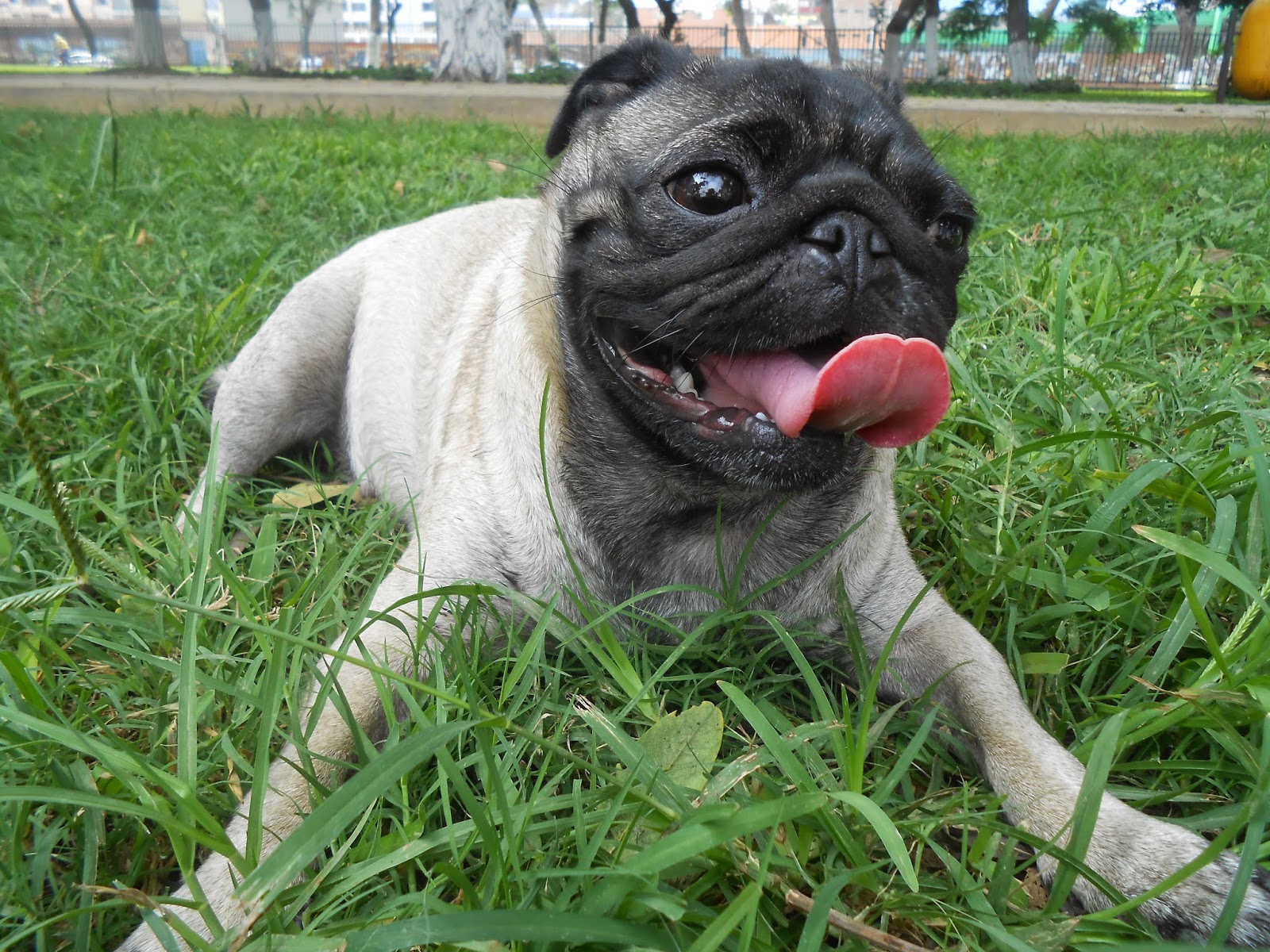 Mi experiencia con una Pug