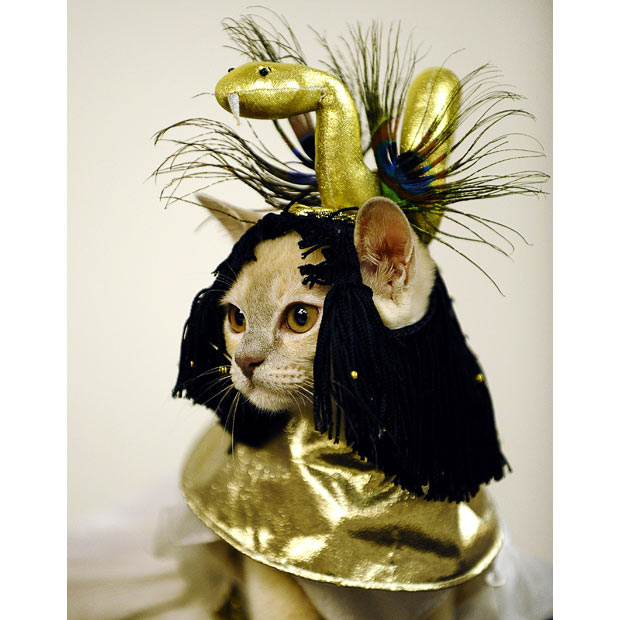 BEING CLEOPATRA: Cleopatra Kitty Cat