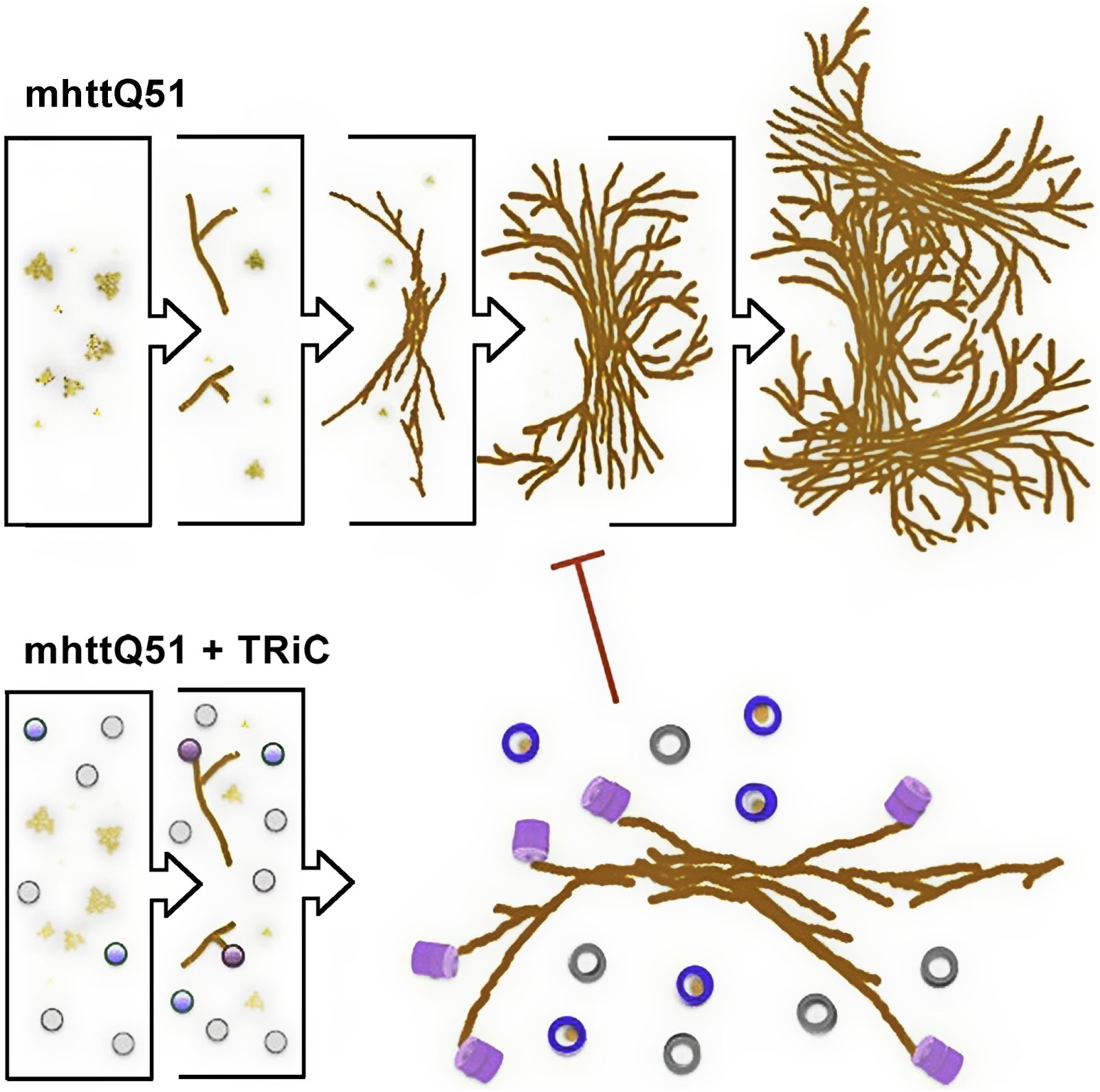 FUNDACION HUNTINGTON DE COLOMBIA: Agregados de proteina mutada y acción ...