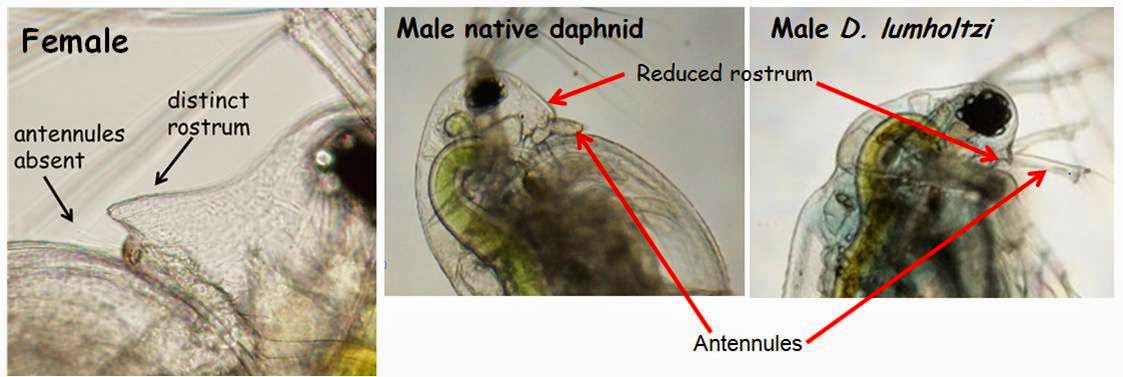 Daphnia