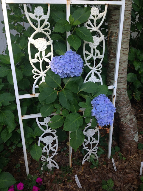 Coastal Charm: Hydrangea Stroll