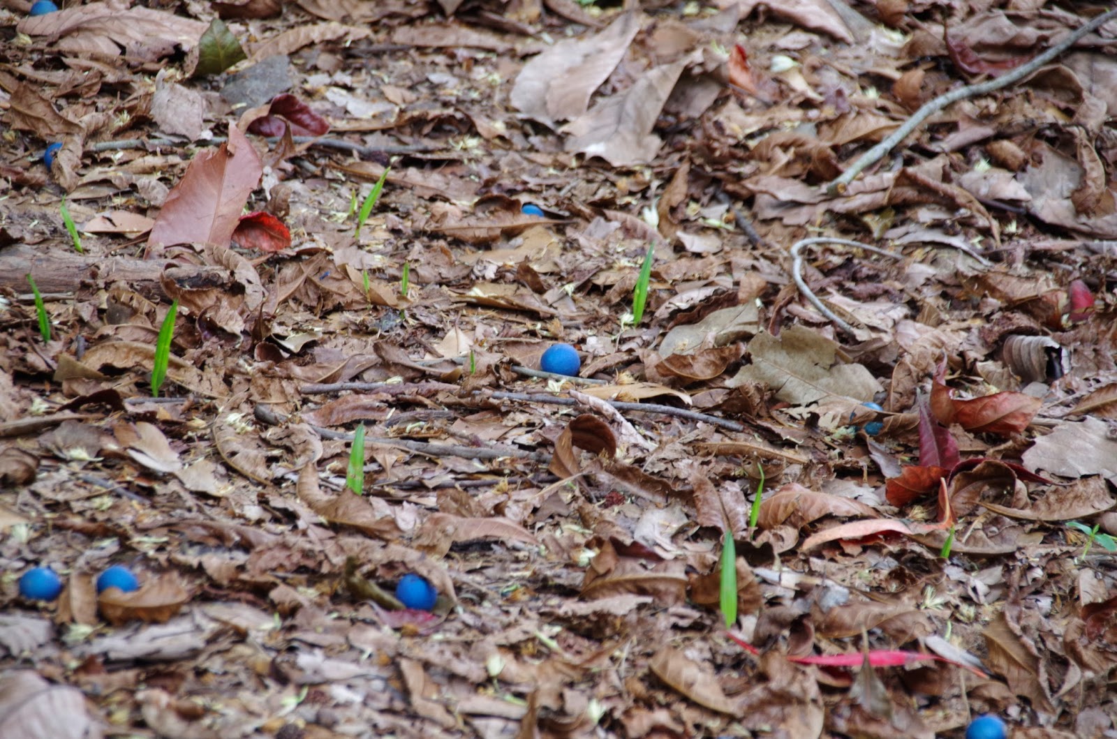 Trees and Plants: Blue Marble Tree (Elaeocarpus Angustifolius)