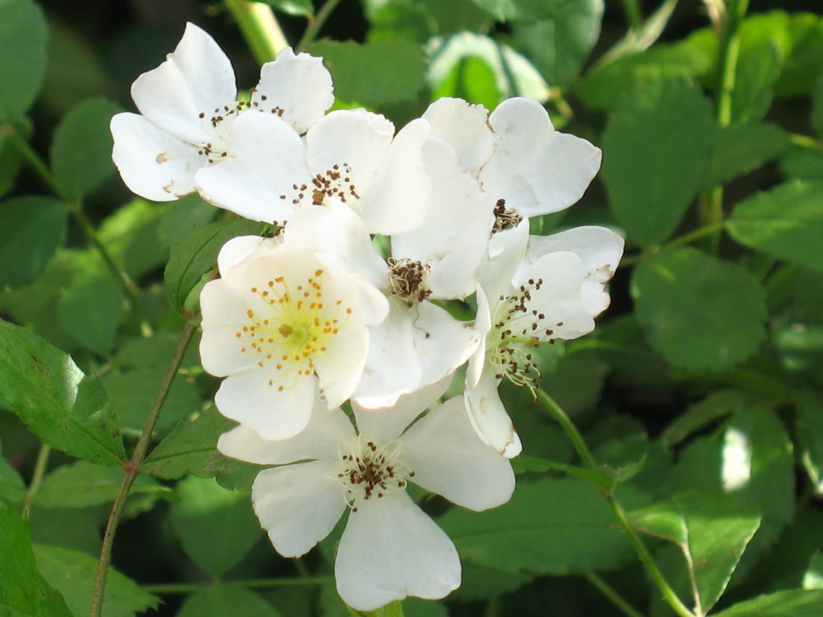 Jurnal de gradina: Flori de vara