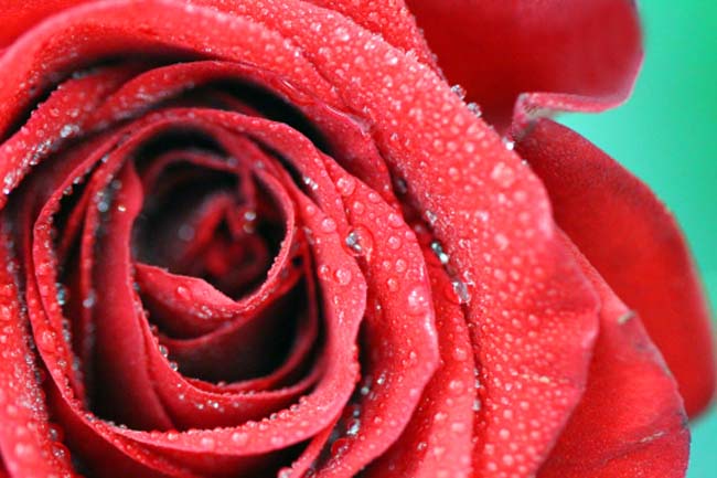 गुलाब के अनजाने स्वास्थ्य लाभ - आयुर्वेदप्लस | AyurvedPlus.com