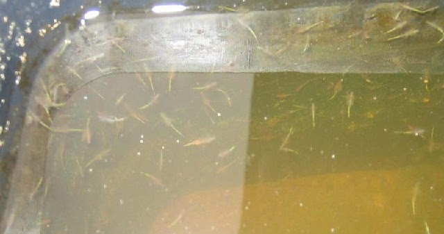 Budidaya Artemia Pakan Alami Burayak Ikan