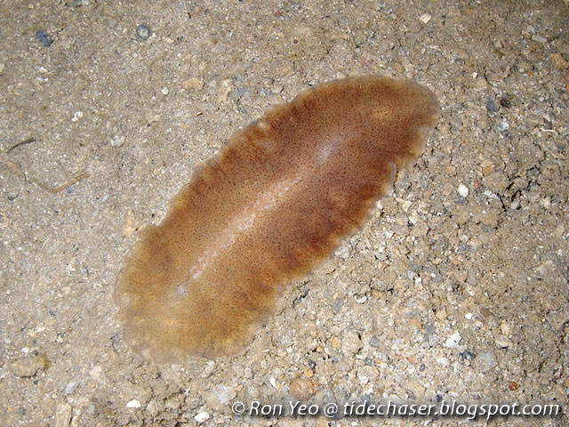 tHE tiDE cHAsER: Flatworms (Phylum Platyhelminthes) of Singapore