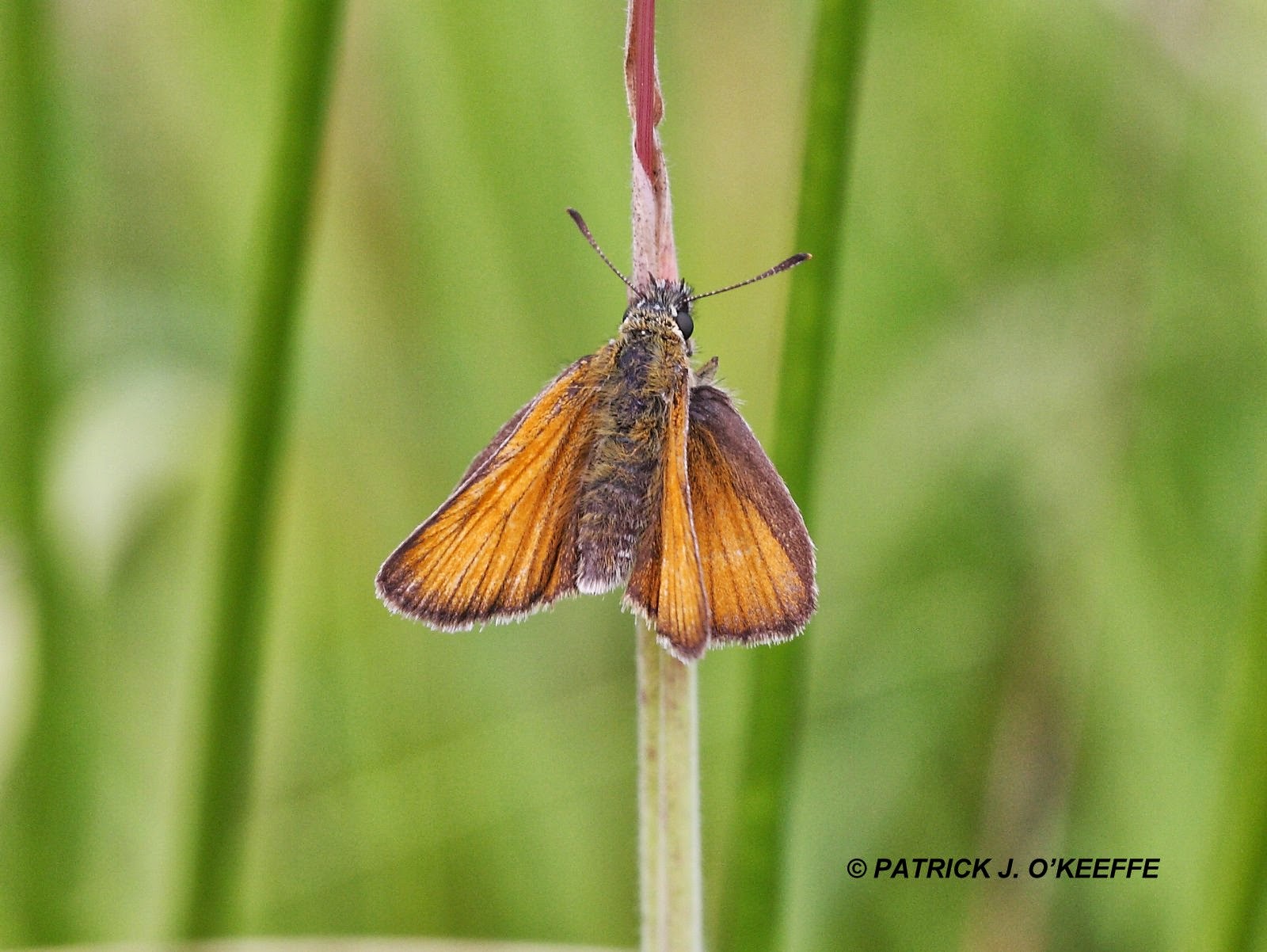 Raw Birds: SMALL SKIPPER BUTTERFLY Thymelicus sylvestris Undisclosed ...