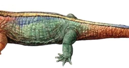 Blog de la Vida Prehistórica: Pederpes