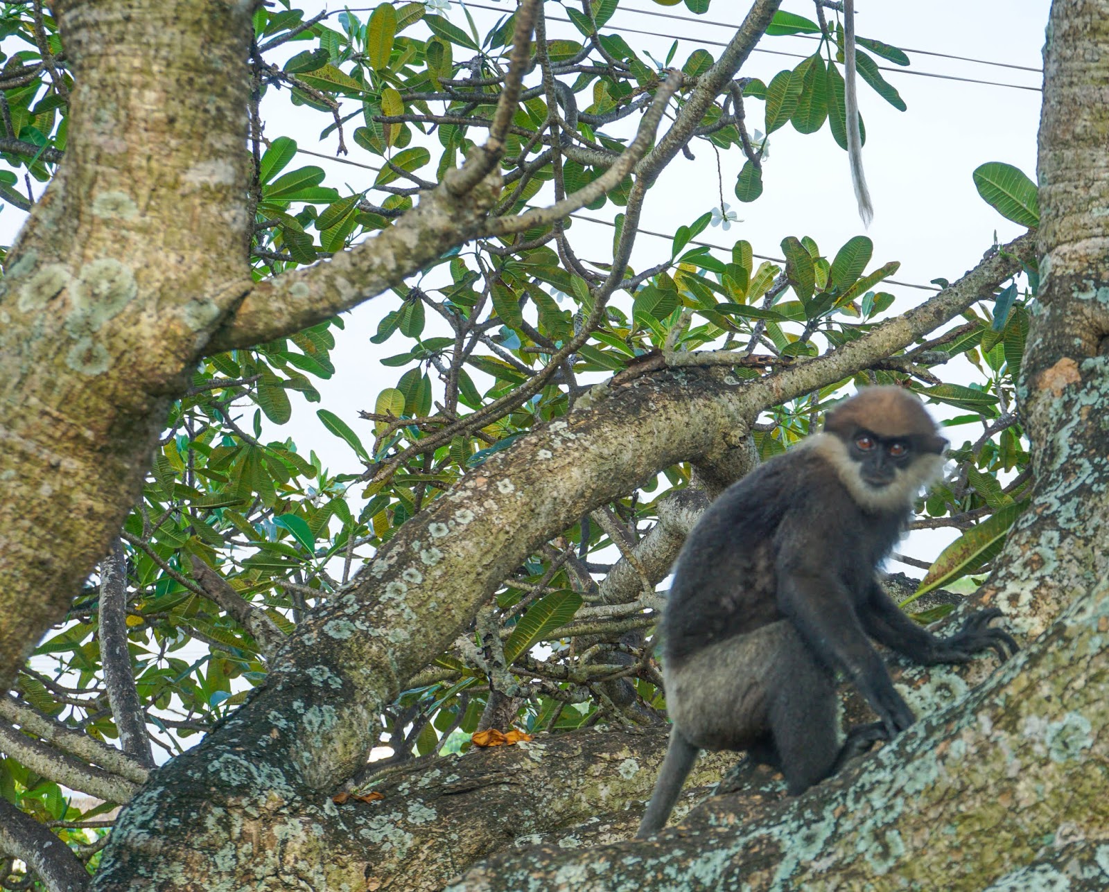 Cannundrums: Southern Purple-Faced Langur