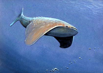 PaleoStories: Heterostraci alla ribalta parte 5: Psammosteida e il ...