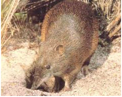 Werner's Cairns blog: Australia's lesser-known marsupial - the Bandicoot.
