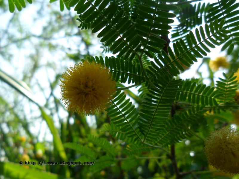 Babla Ful(বাবলা ফুল) - Acacia nilotica