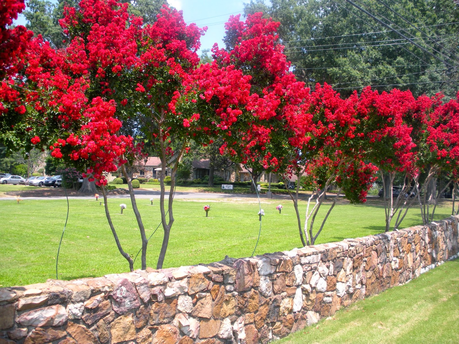 Memphis Trees: Summertime and the livin' is easy