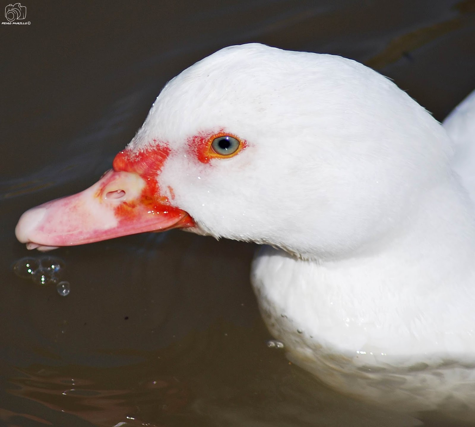 Las excursiones de Murillo "murillonature": Pato criollo (Cairina ...