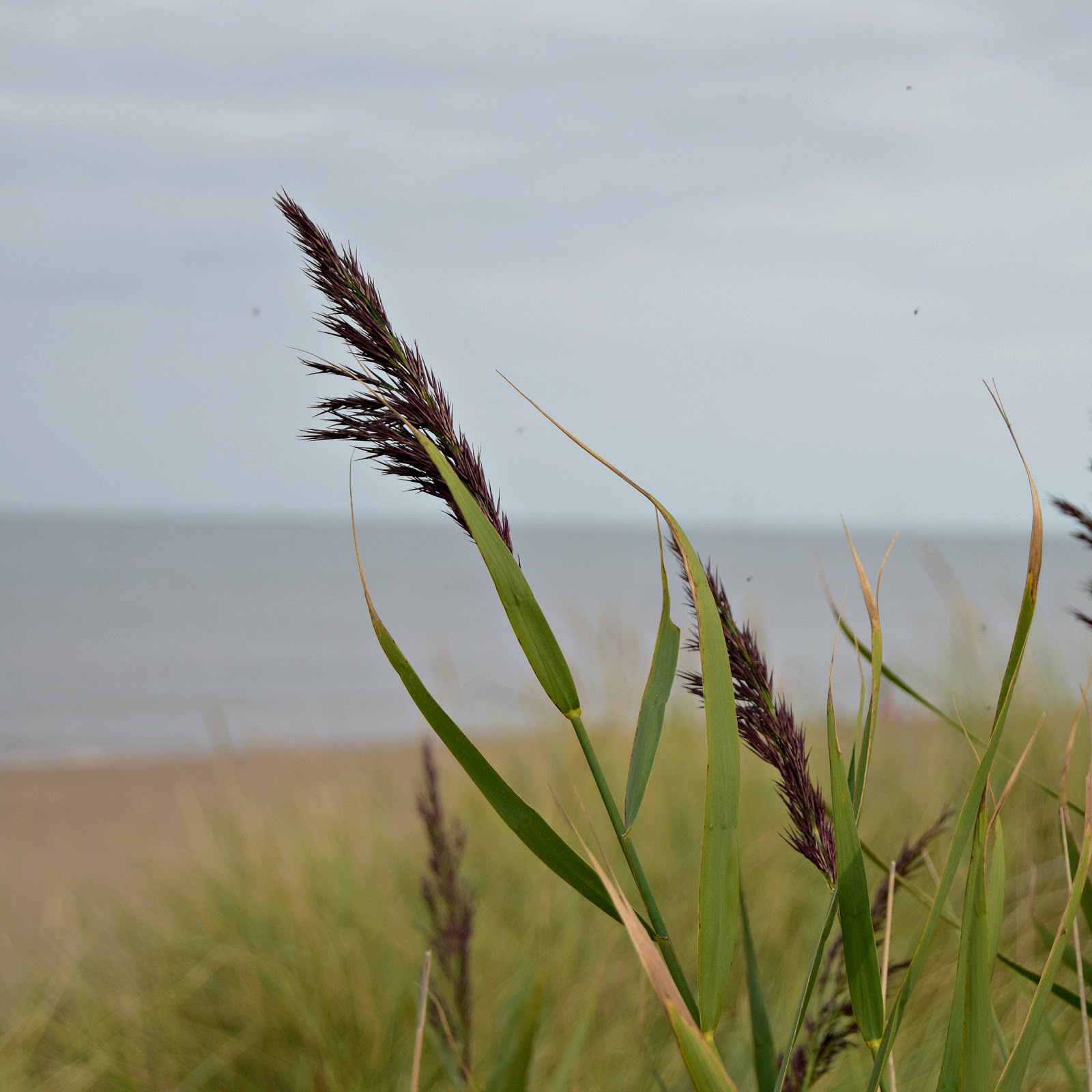 Wafflemama.: Exploring Moggs Eye Beach || Lincolnshire