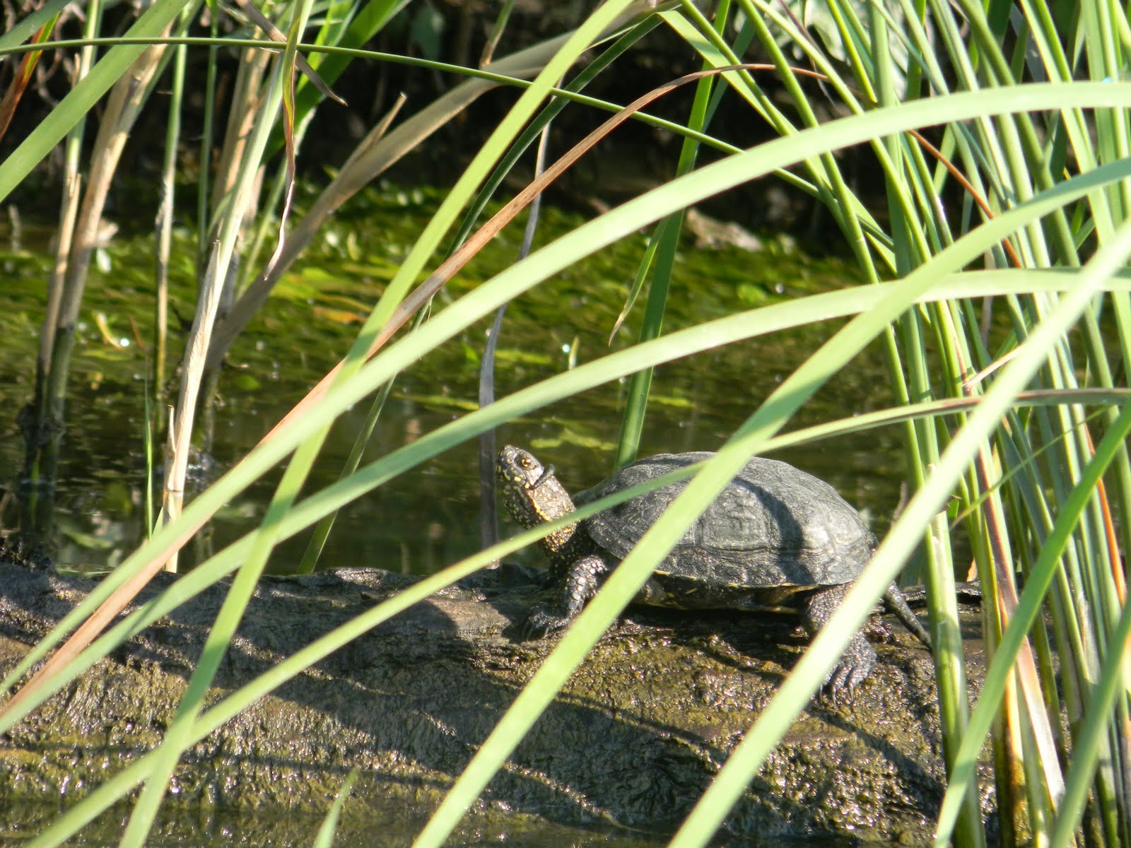 Avocat Ana Maria Dragan: Amintiri din Delta Dunarii