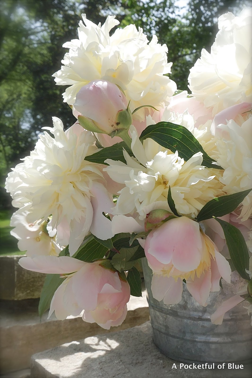 PRETTY PEONIES