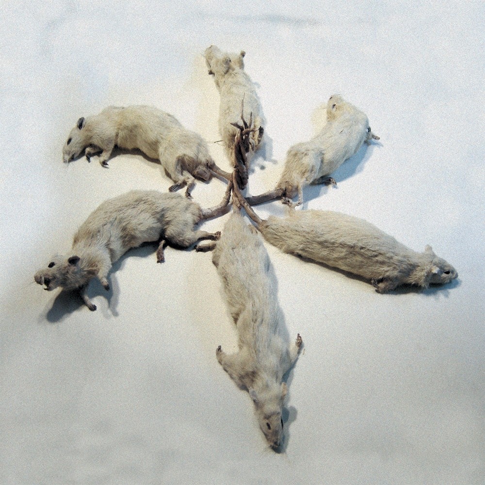 What fresh hell...?: Medusa are parasitic Snake Kings.