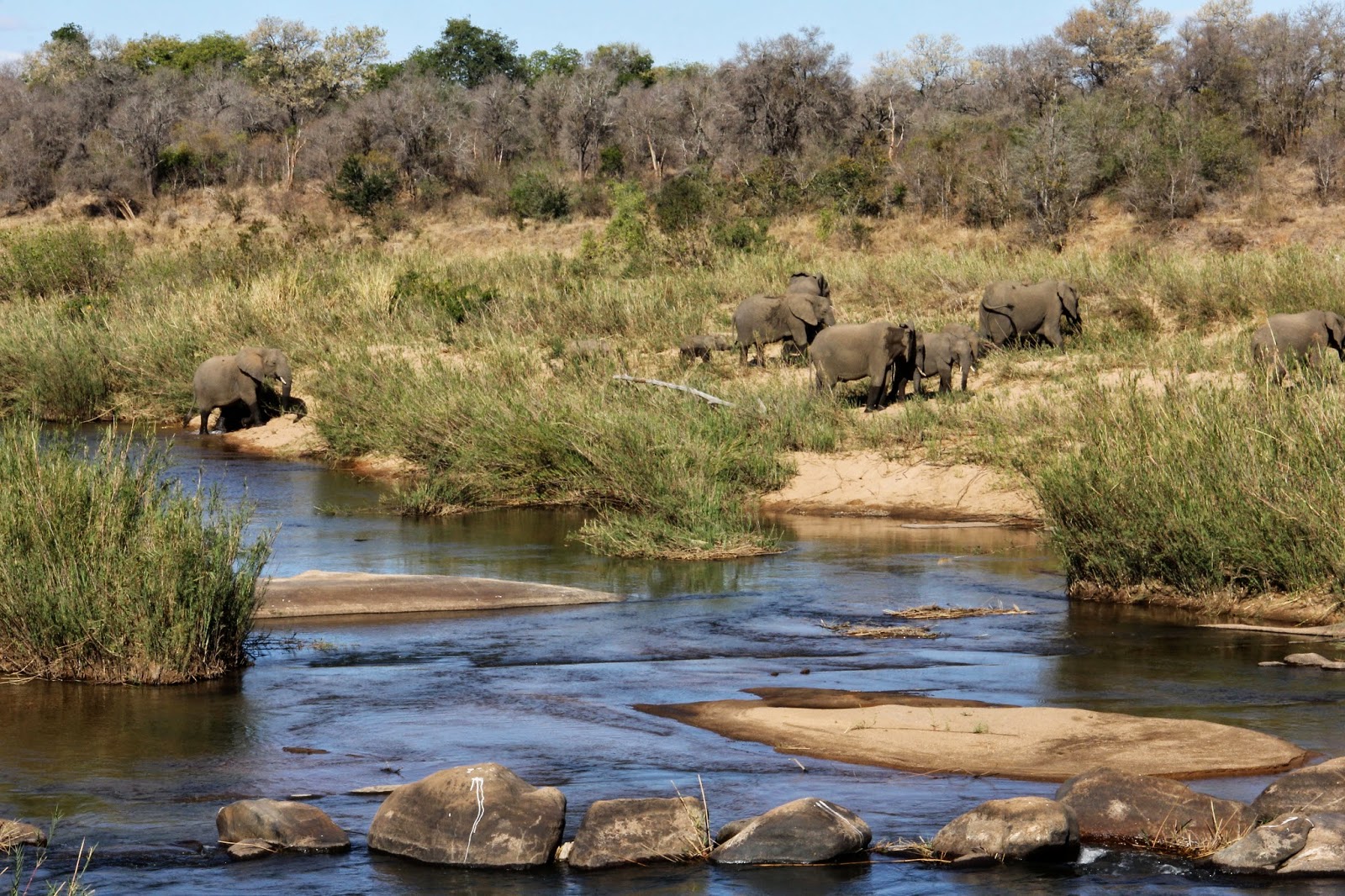 Worldbirder: Sabie Park Winter News