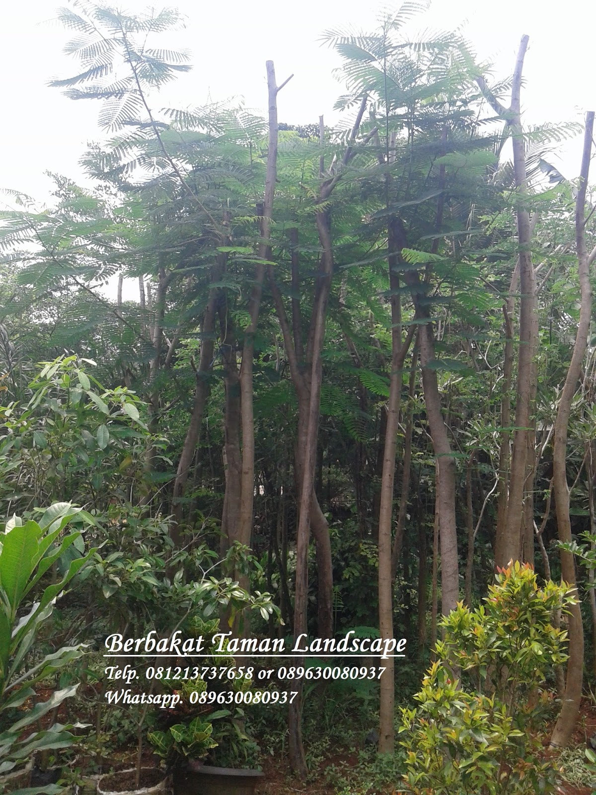 Jual Pohon Flamboyan Merah Murah Delonix Regia - Tukang Taman Minimalis ...