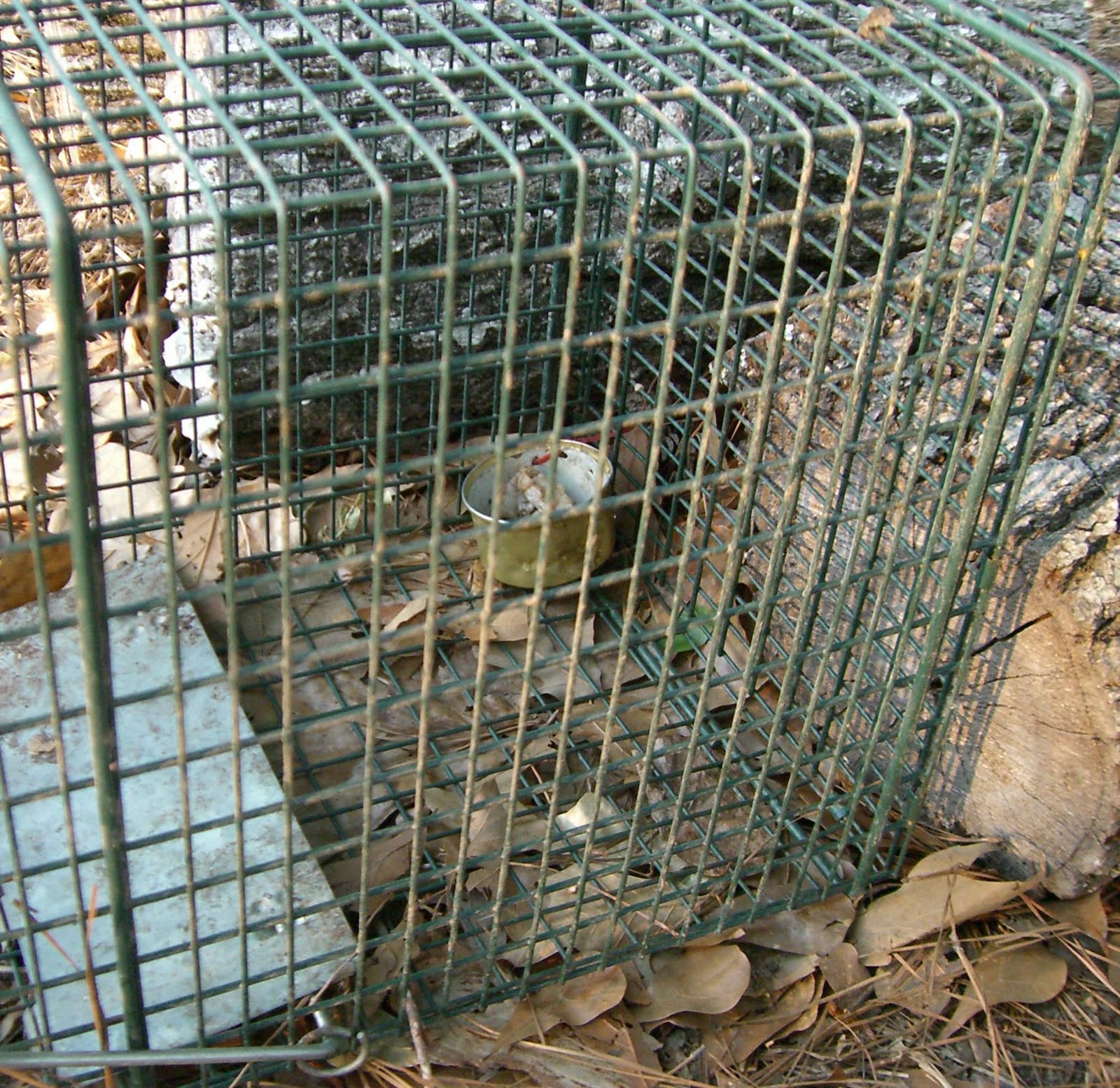 Chicken Lytle's Blog: Trapping Pests