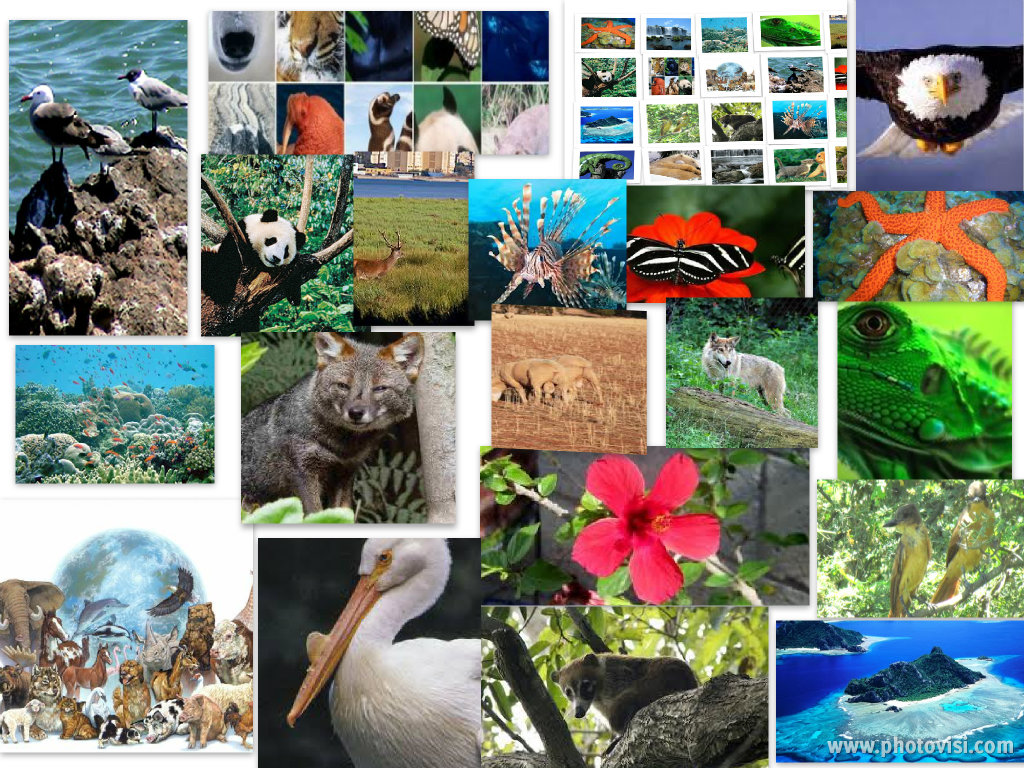 Primaria Constitución de Apatzingán: COLLAGE DE BIODIVERSIDAD