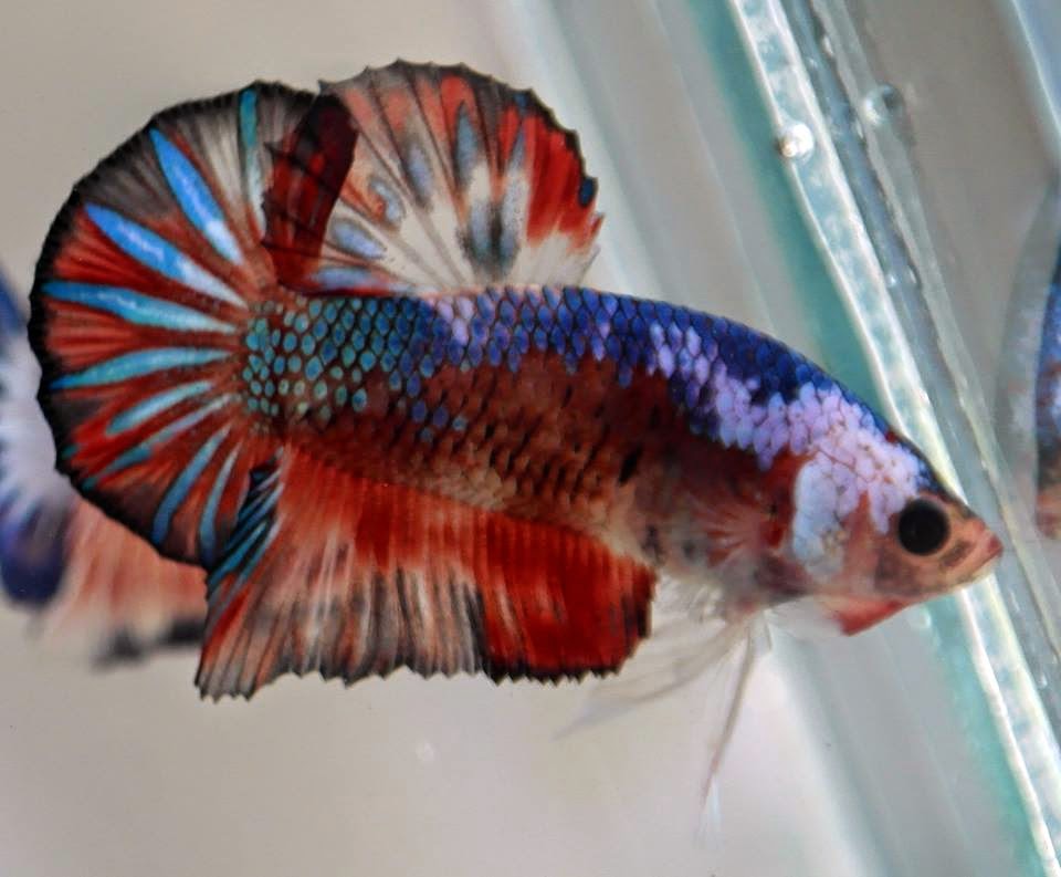 20 JENIS IKAN CUPANG KOI CANTIK - SEMUA CARA BUDIDAYA HEWAN