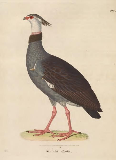 HISTORIAS ZOOLOGICAS: EL ESPUMOSO CHAJÁ – Chauna torquata