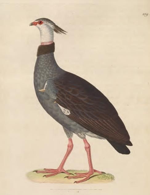 HISTORIAS ZOOLOGICAS: EL ESPUMOSO CHAJÁ – Chauna torquata