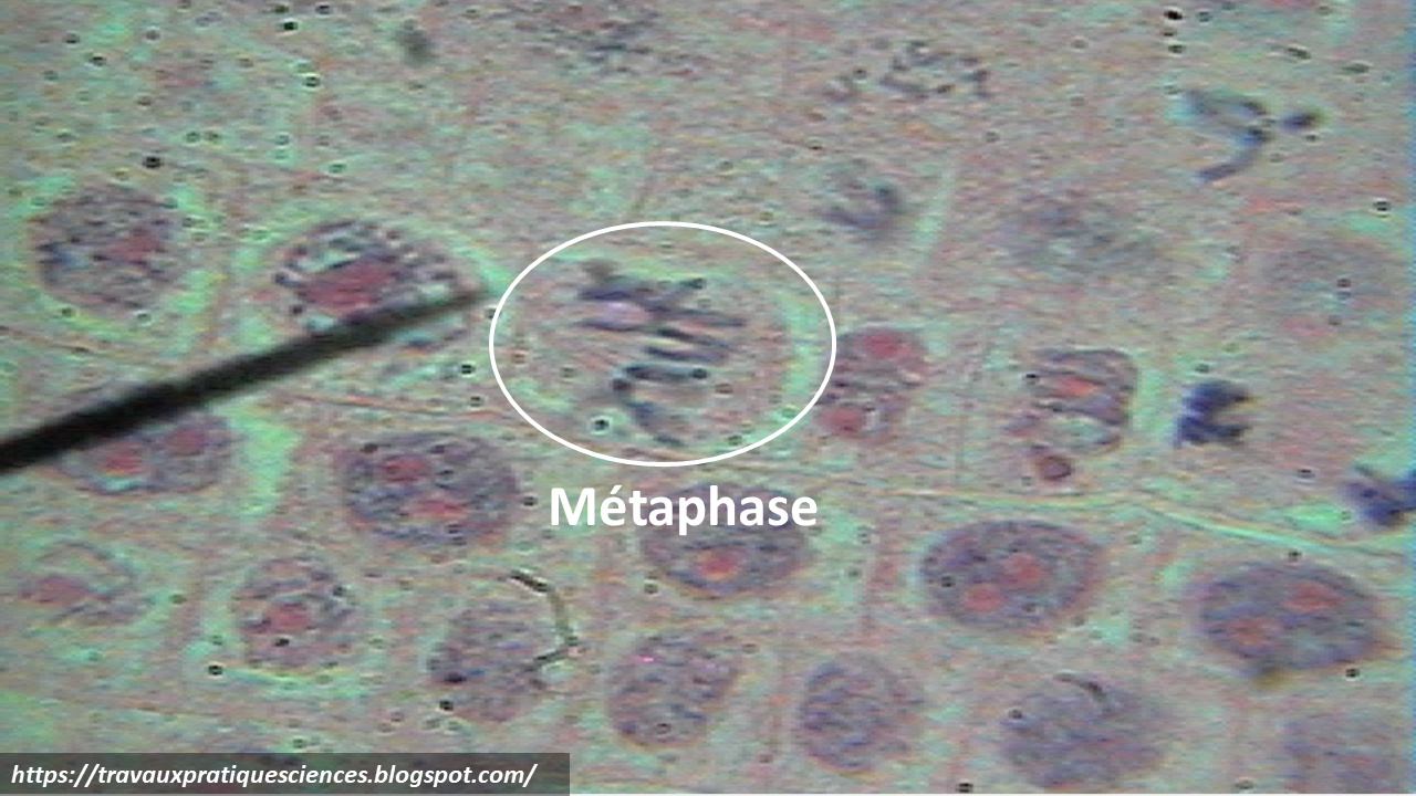 LA MITOSE: COMMENT IDENTIFIER LES DIFFÉRENTS STADES? - Travaux ...