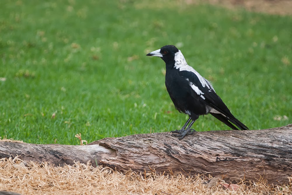 Bluebottle: Adelaide Birds