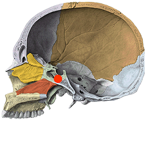 Huesos neumáticos del craneo