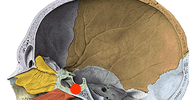 Huesos neumáticos del craneo