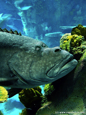 Apefish: Apes and Fishes!