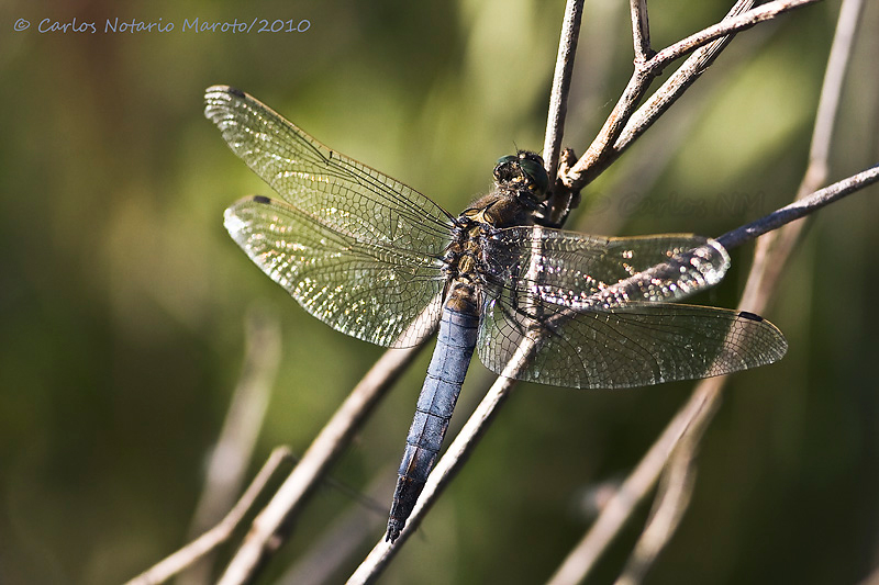 Ojos de Libélula: Orthetrum, las azules.