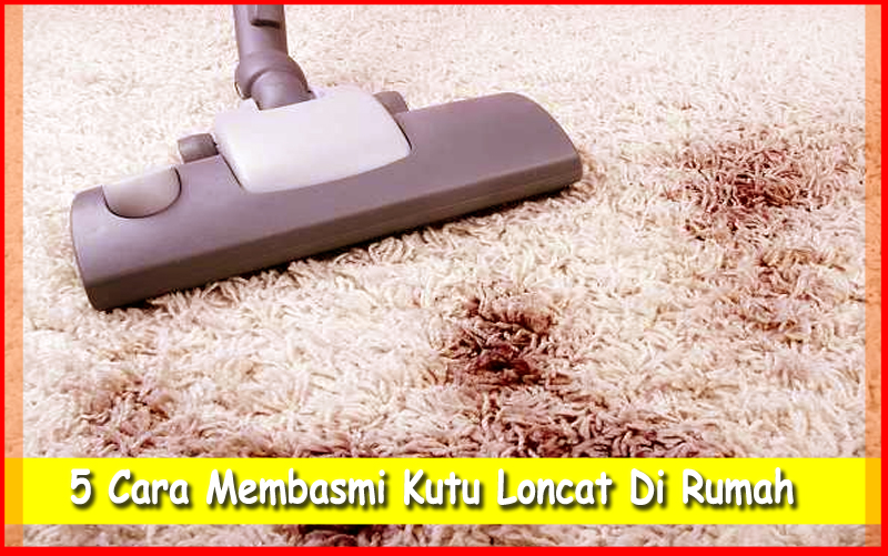 5 Cara Membasmi Kutu Loncat Di Rumah Yang Mudah | Tips Membuat Rumah ...
