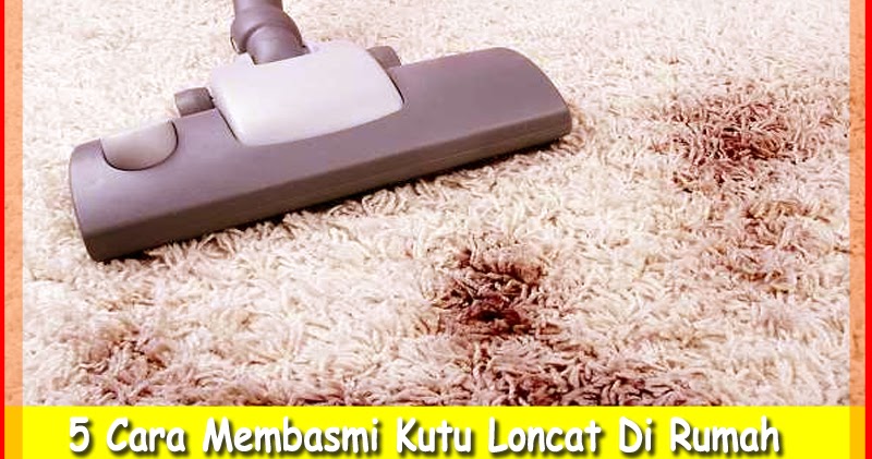 5 Cara Membasmi Kutu Loncat Di Rumah Yang Mudah | Tips Membuat Rumah ...