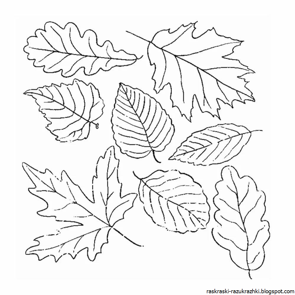 Разукрашки Листочки