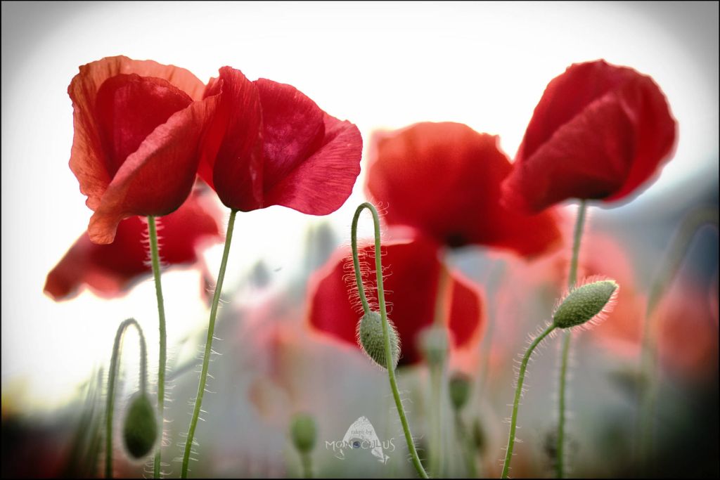 Heremita Monoculus: Time for Poppies